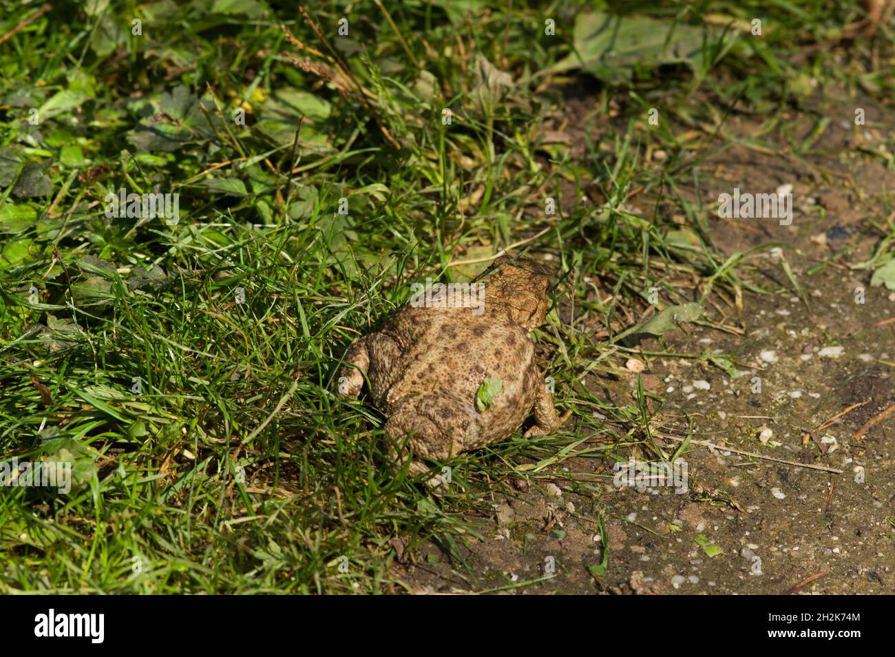Closeup of a fat brown frog in the grass Stock Photo - Alamy