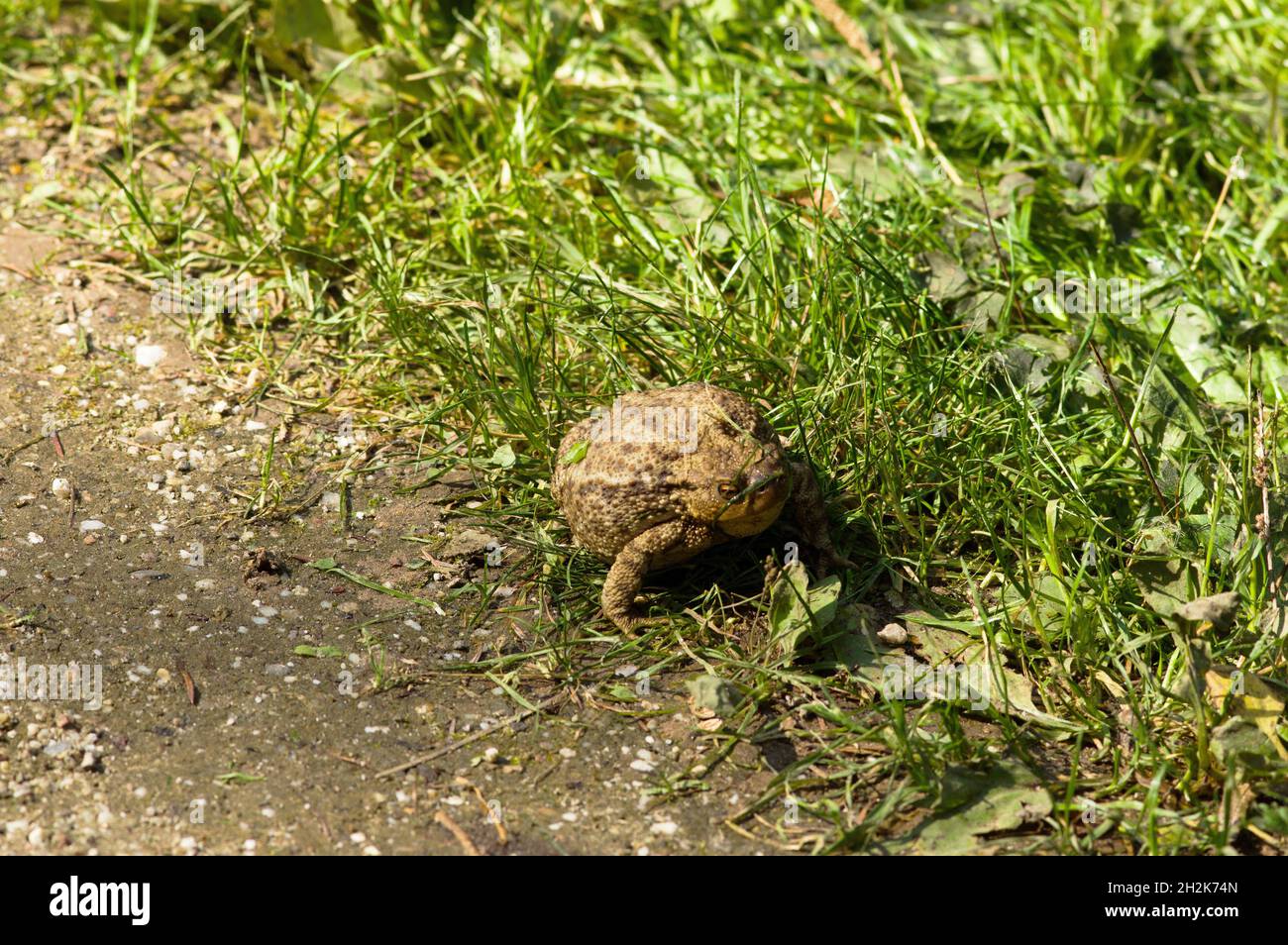 Closeup of a fat brown frog in the grass Stock Photo - Alamy