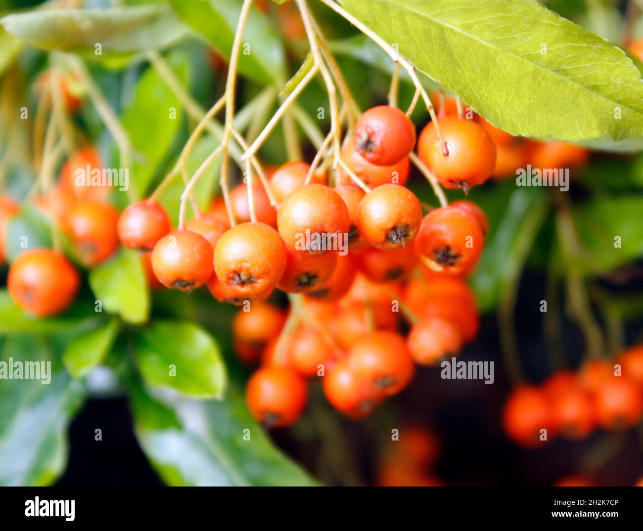 Clusters of orange berries hi-res stock photography and images - Alamy