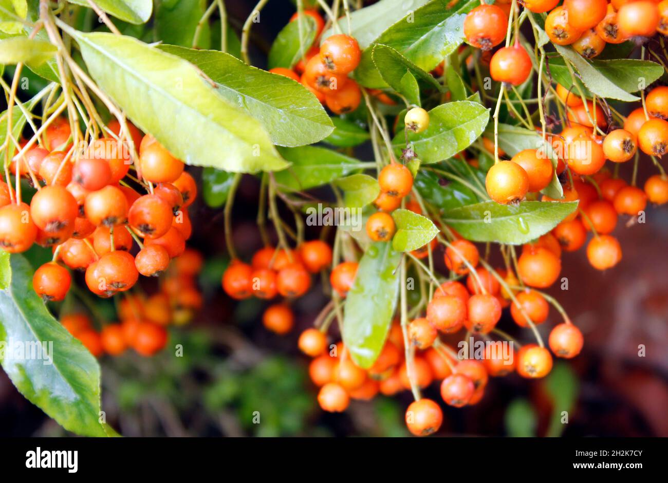 Clusters of rounded berries hi-res stock photography and images - Alamy