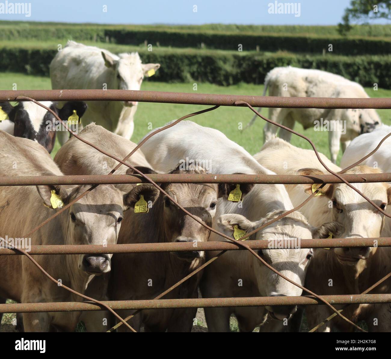Closeup of cows standing behind the rail fence with a green field ...