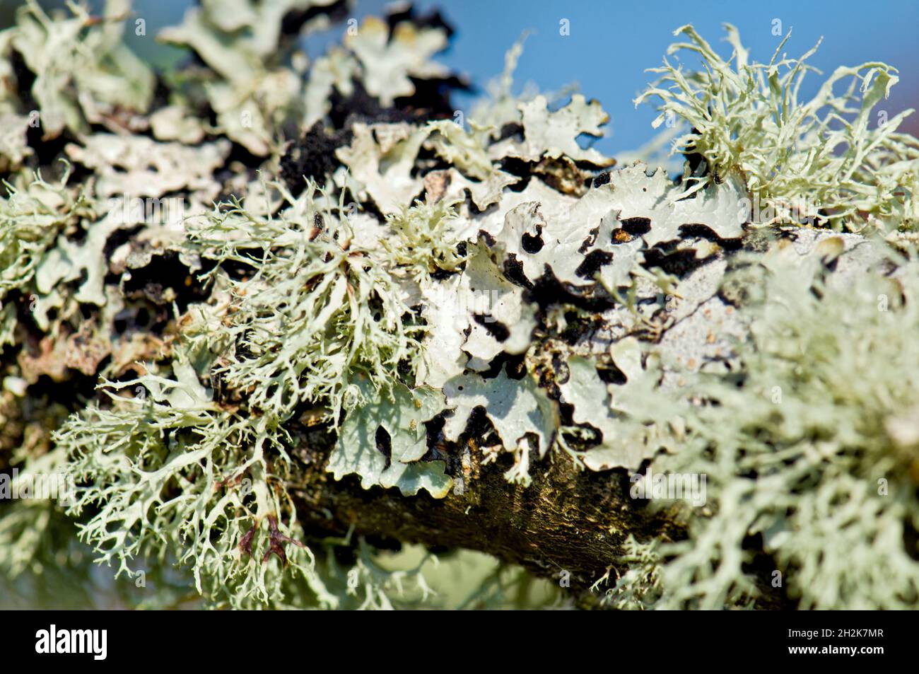 Macro image of lichen growing on apple tree Stock Photo - Alamy