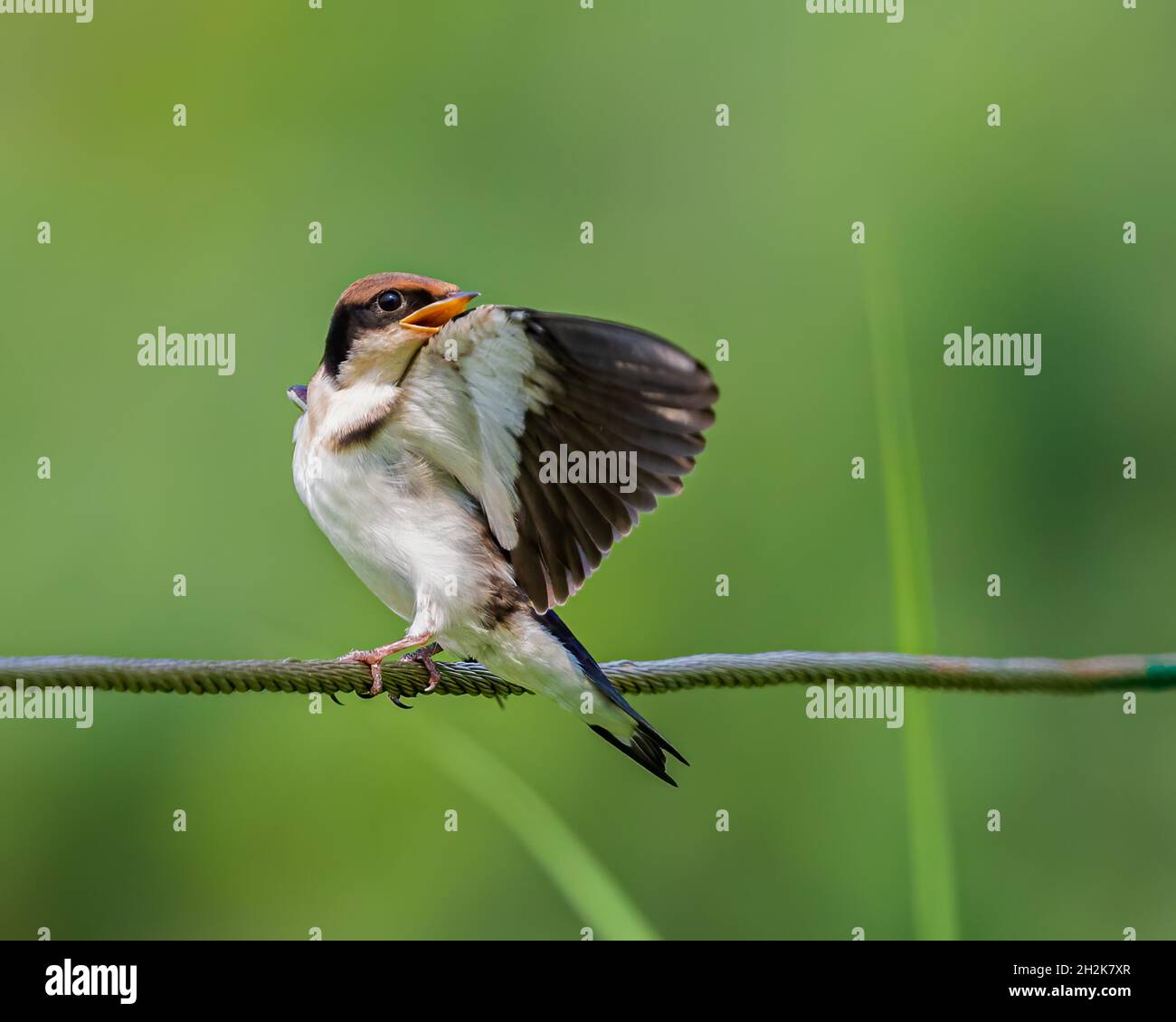 Wire Tail Swallow Juvenile in style showing its wing Stock Photo - Alamy