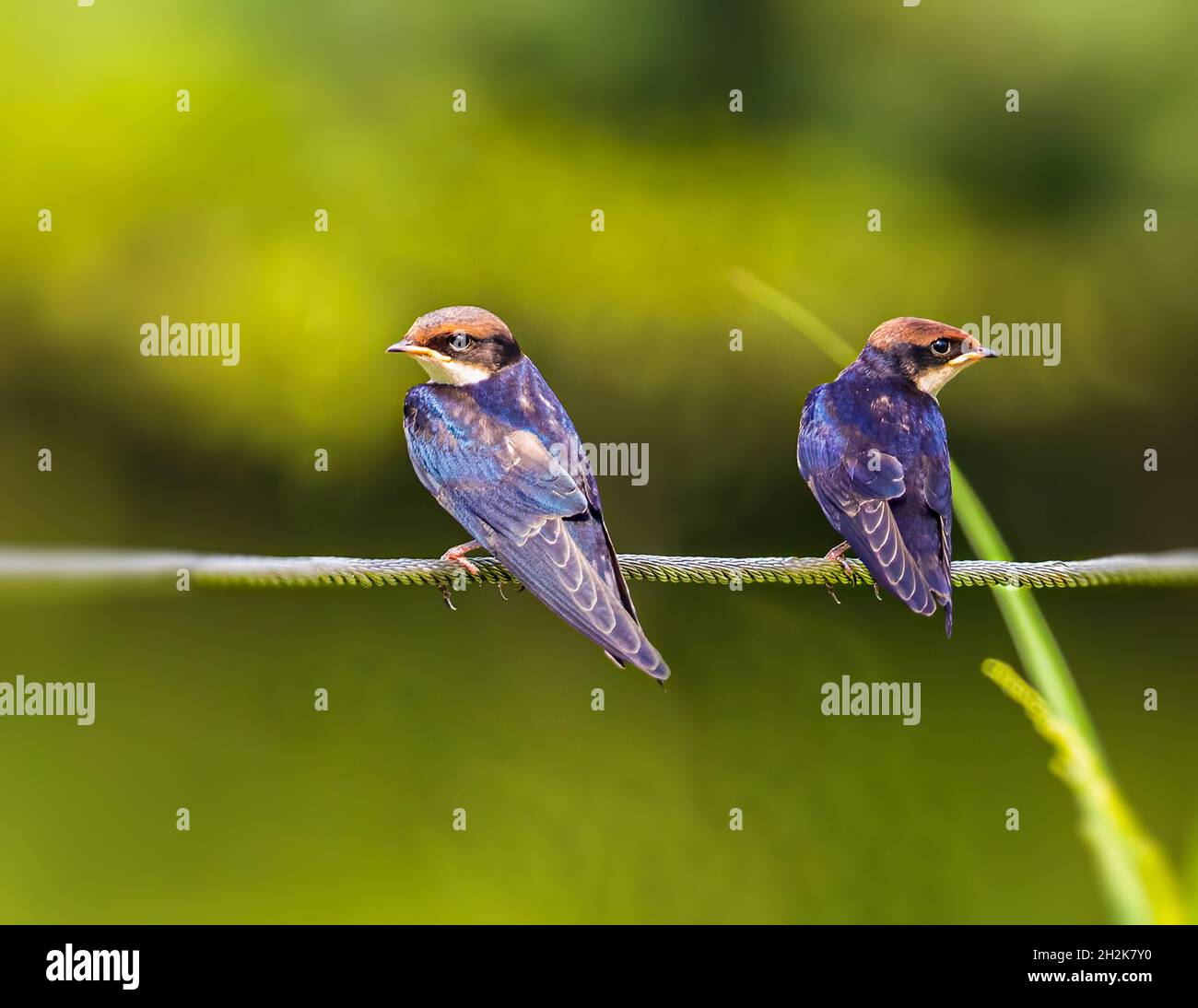 Wire Tail Swallow Juveniles annoyed with each other and looking in ...