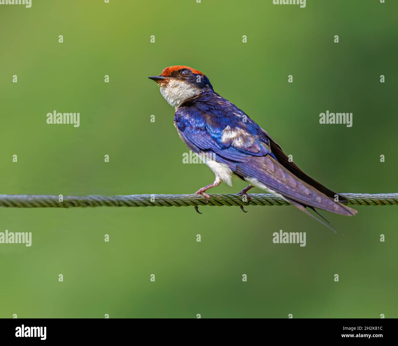 Cute tree swallow baby hi-res stock photography and images - Alamy