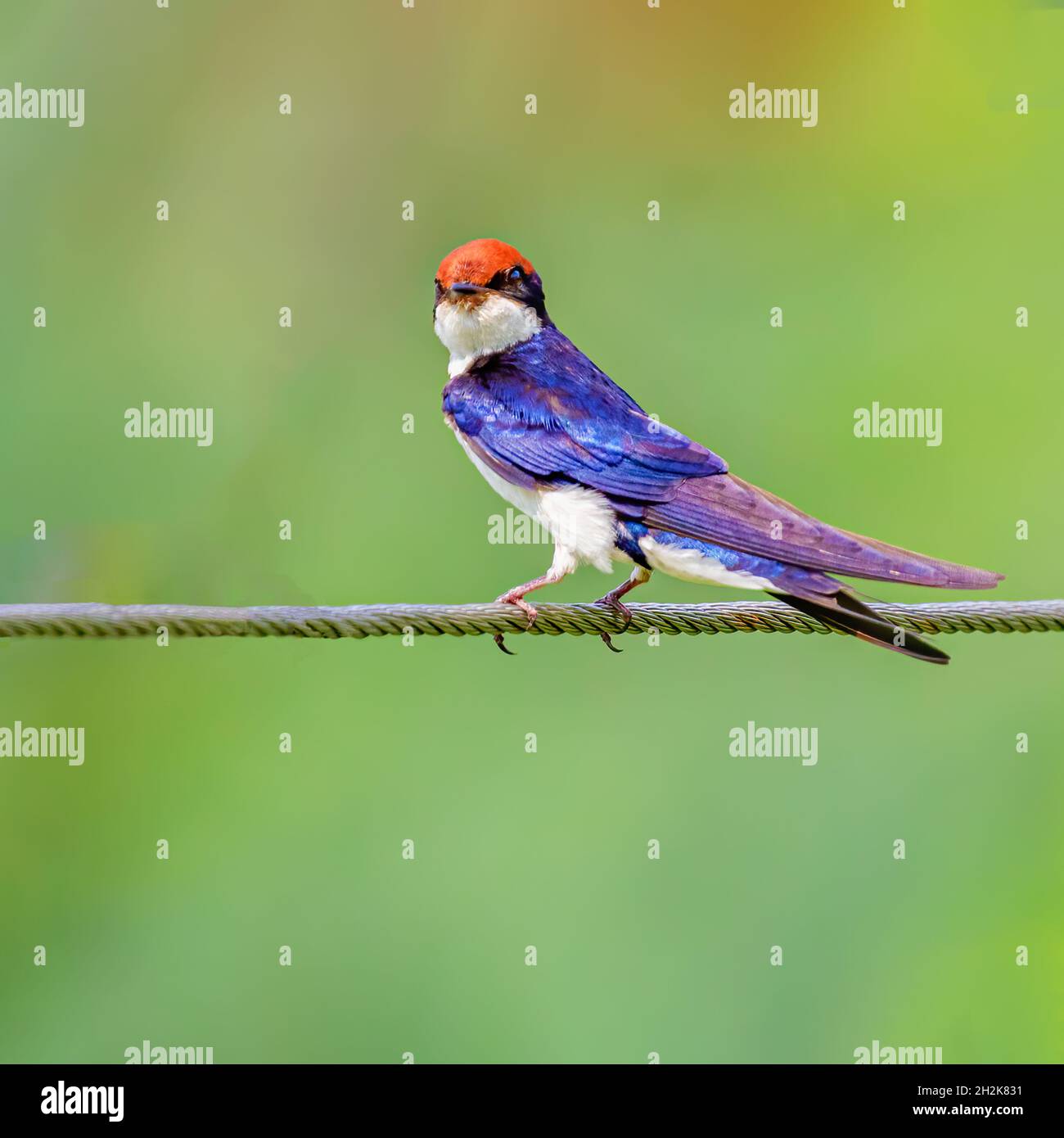 Wire Tail Swallow looking into Camera While sitting on a wire Stock ...