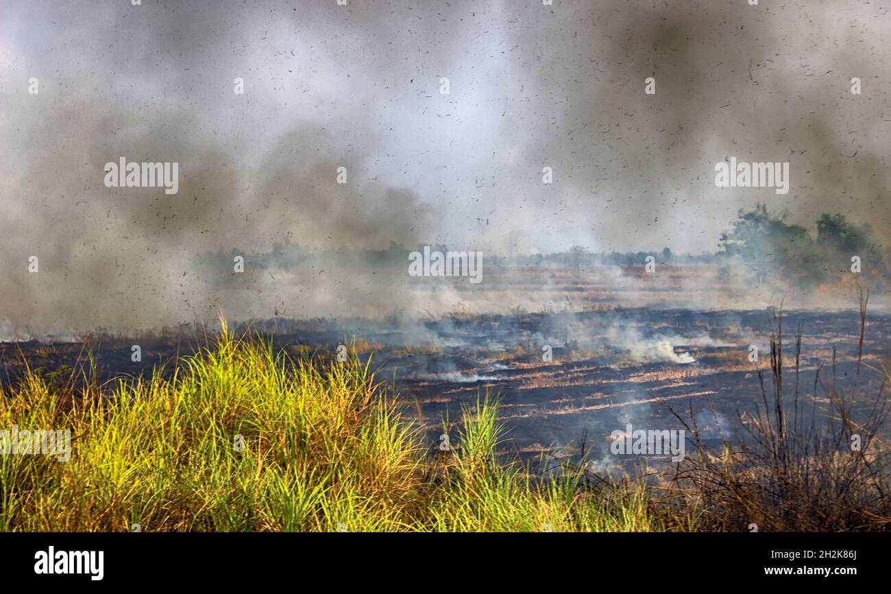 Agricultural burning. Farmers burn dry rice straw in drained fields ...