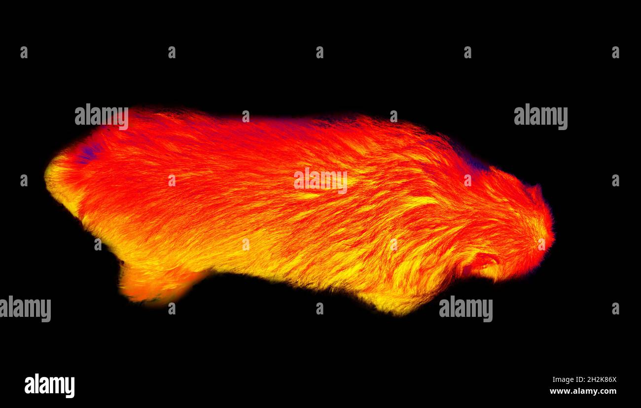 Monkey top view, in black background. Scanning the animal's body ...