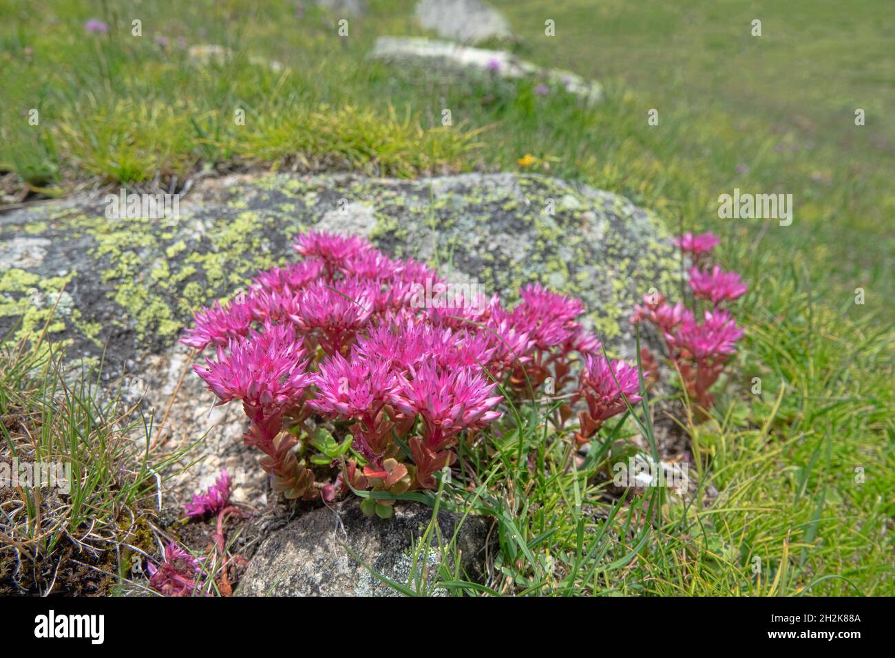 Caucasian stonecrop, Two-row stonecrop (Sedum spurium) on the alpine ...