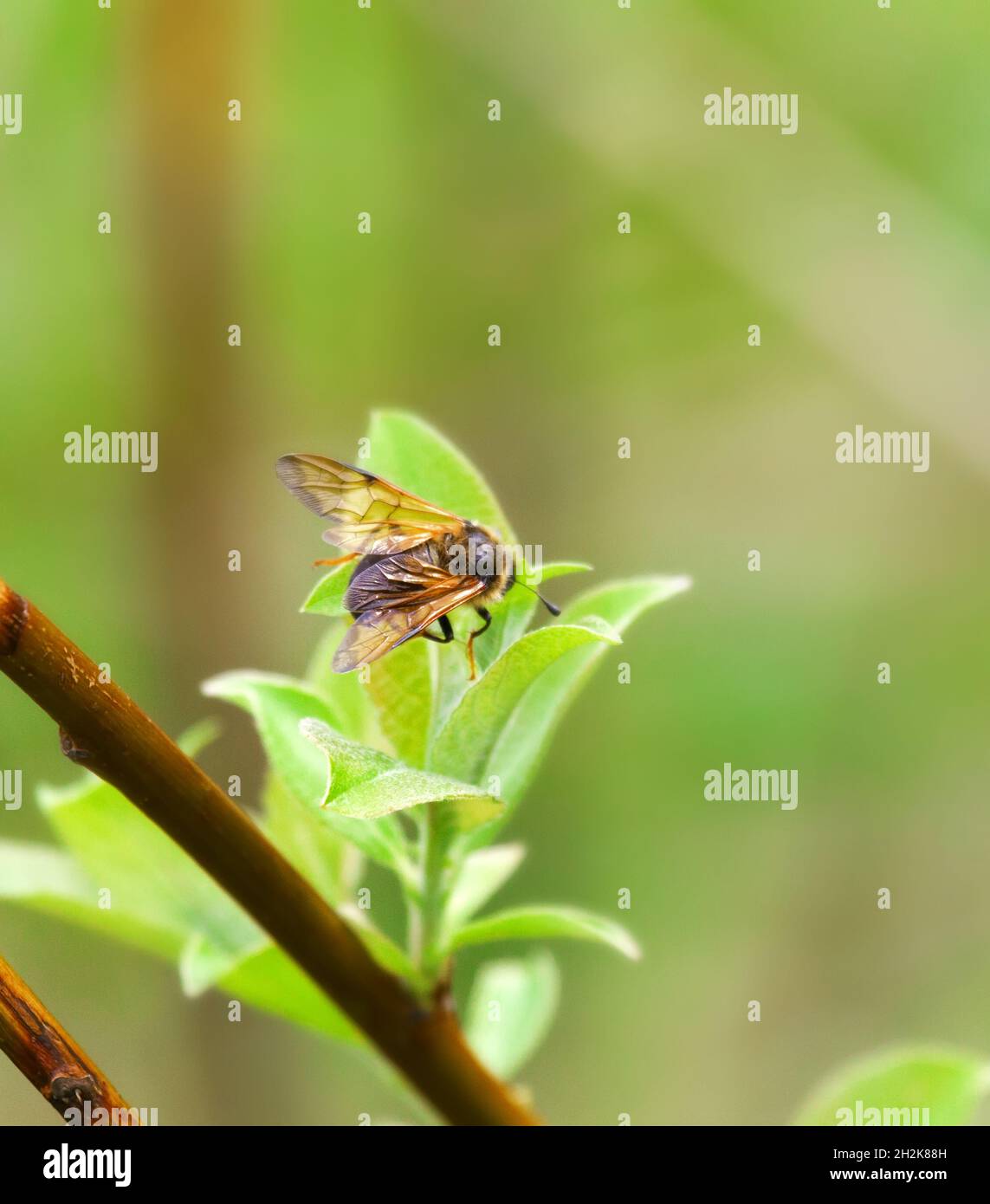 Sawfly (Pseudoclavellaria amerinae) (Cimbex sp.) sits on young willow ...