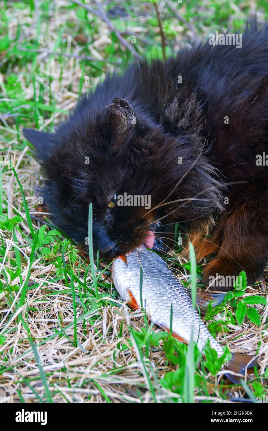 Thieving cat fish-eater. A village wild-eyed black cat has stolen roach ...