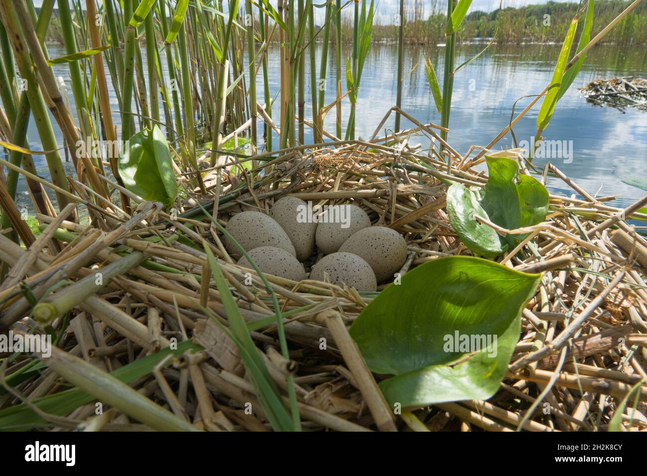 Bird's Nest Guide. Nidology. European coot (Fulica atra) nest on a ...
