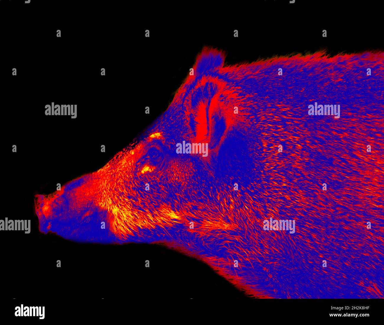 Wild boar in scientific high-tech thermal imager on black background ...