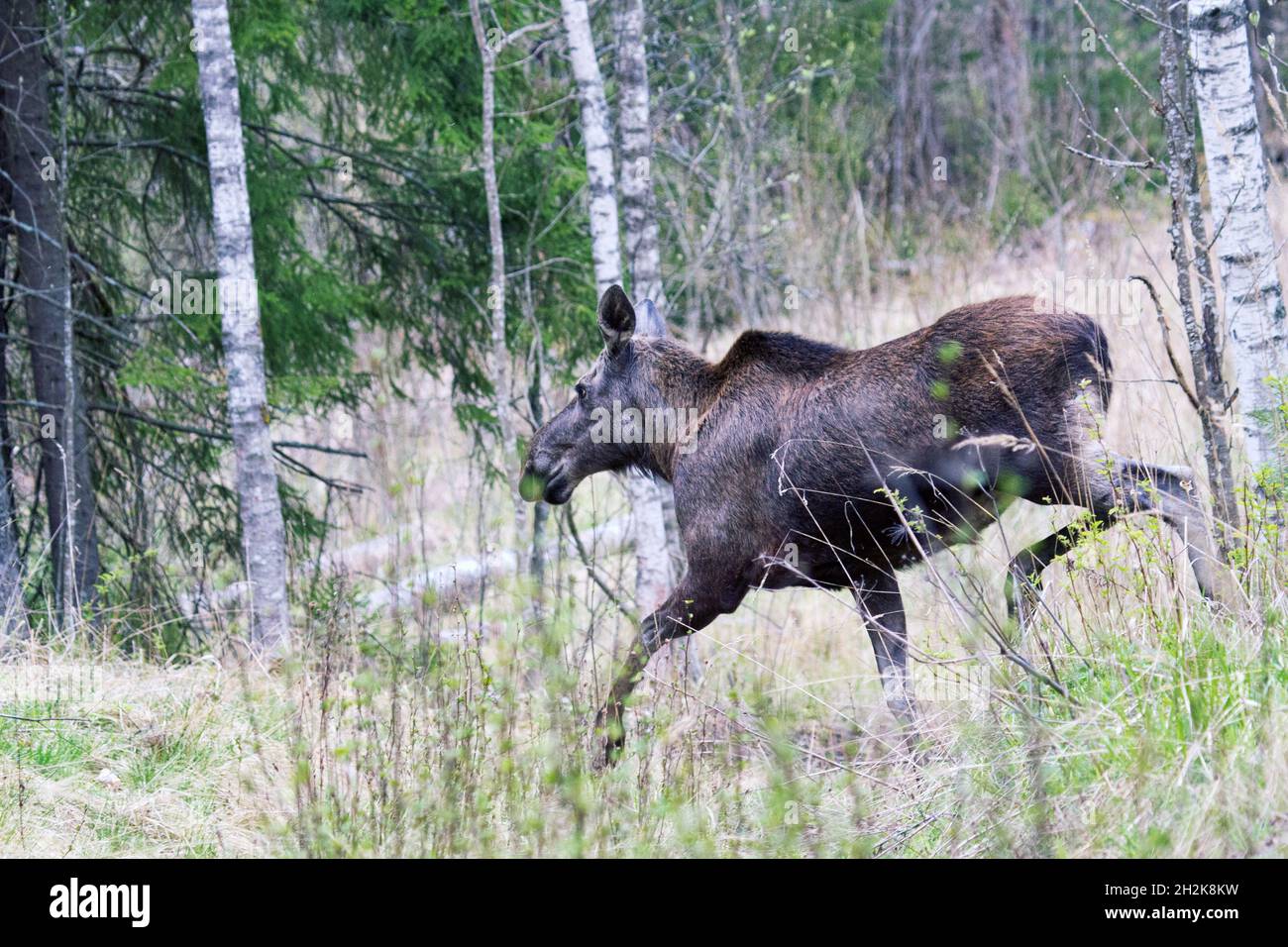Moose mother of two moose calves runs across the overgrown forest road ...