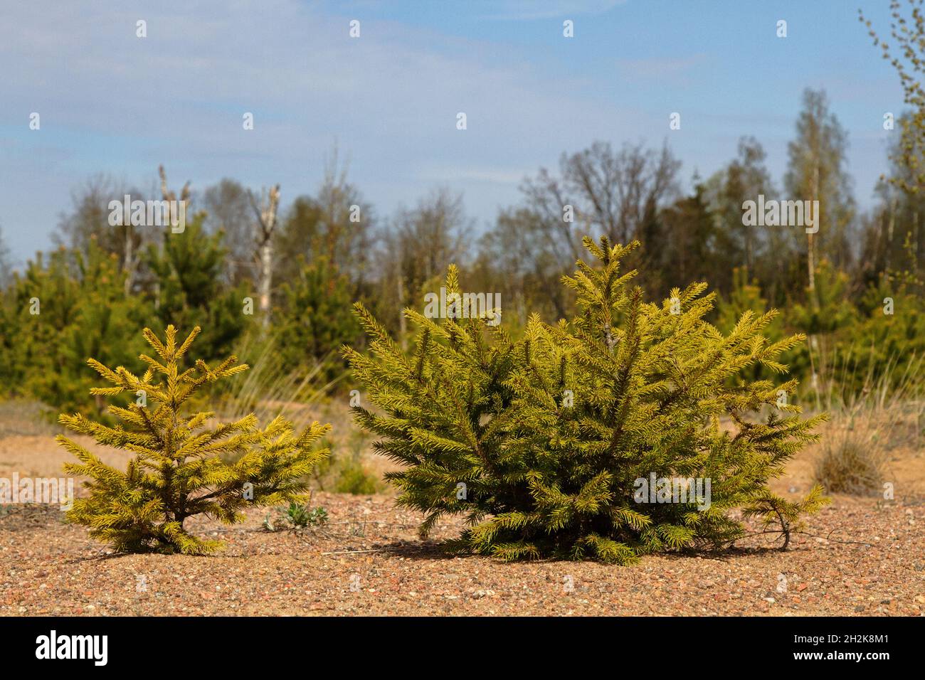 Afforestation. Young firs planted (regrowth) on plot with sandy soil ...