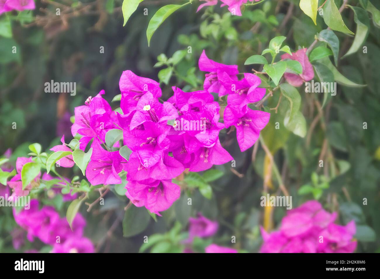 Red flowers (purple bracts) of bougainvillea the upper part of a large ...