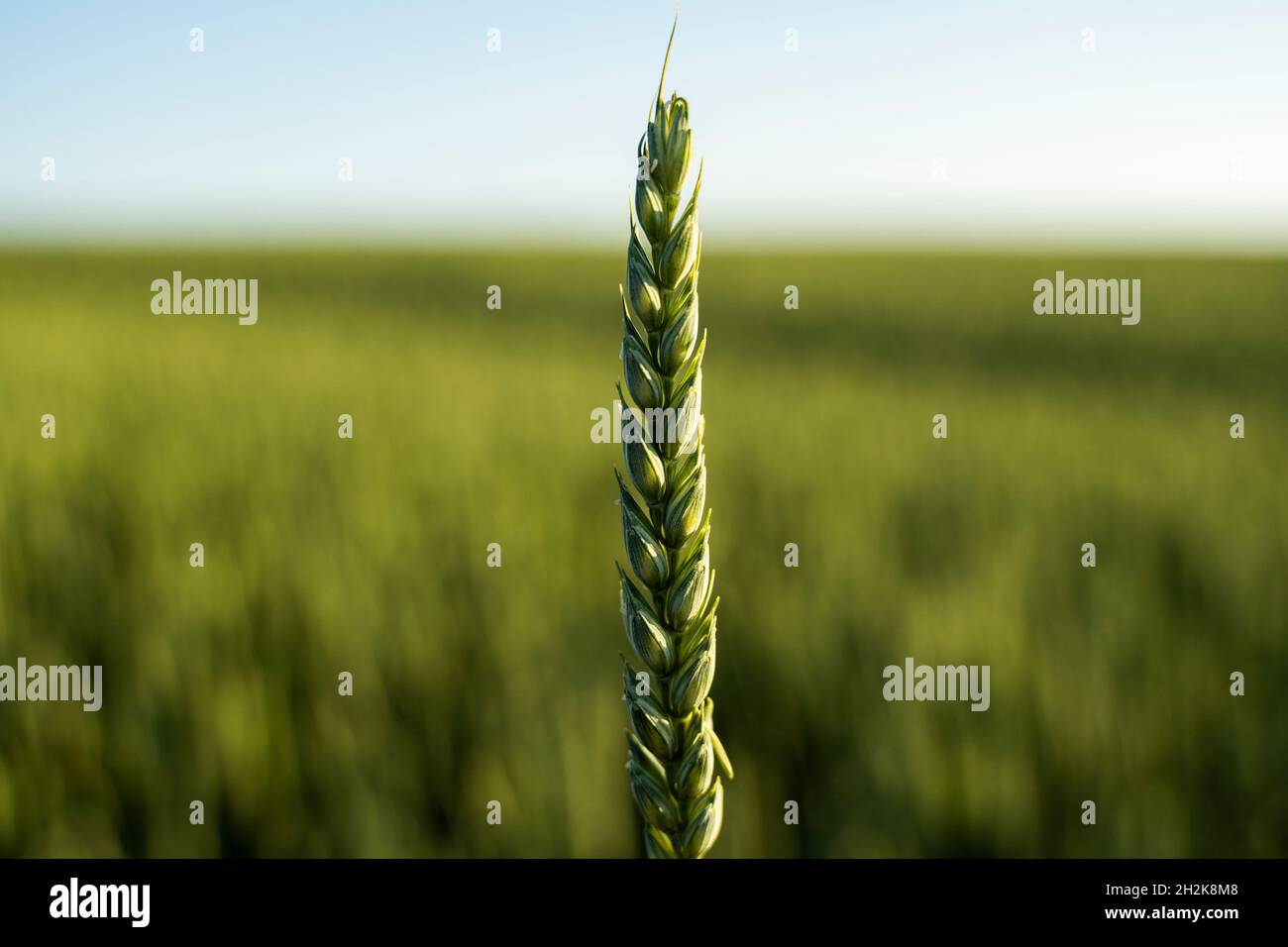 Wheat Spikelet
