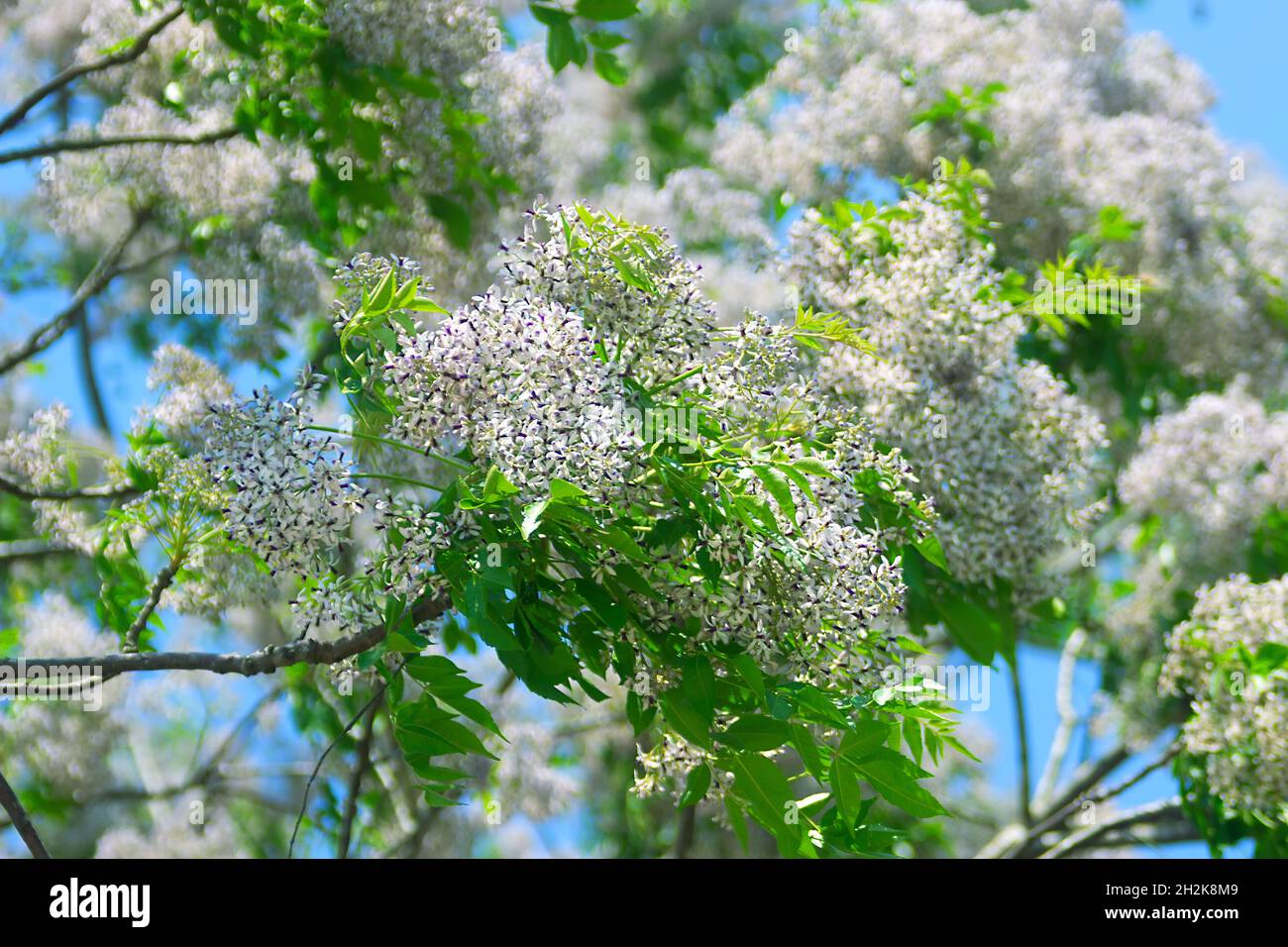 Melia azedarach flowers hi-res stock photography and images - Alamy