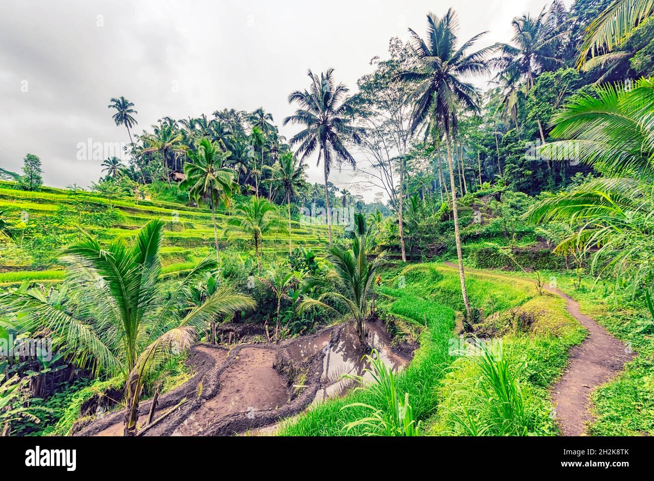 Panorama of green rice fields in ubud hi-res stock photography and ...