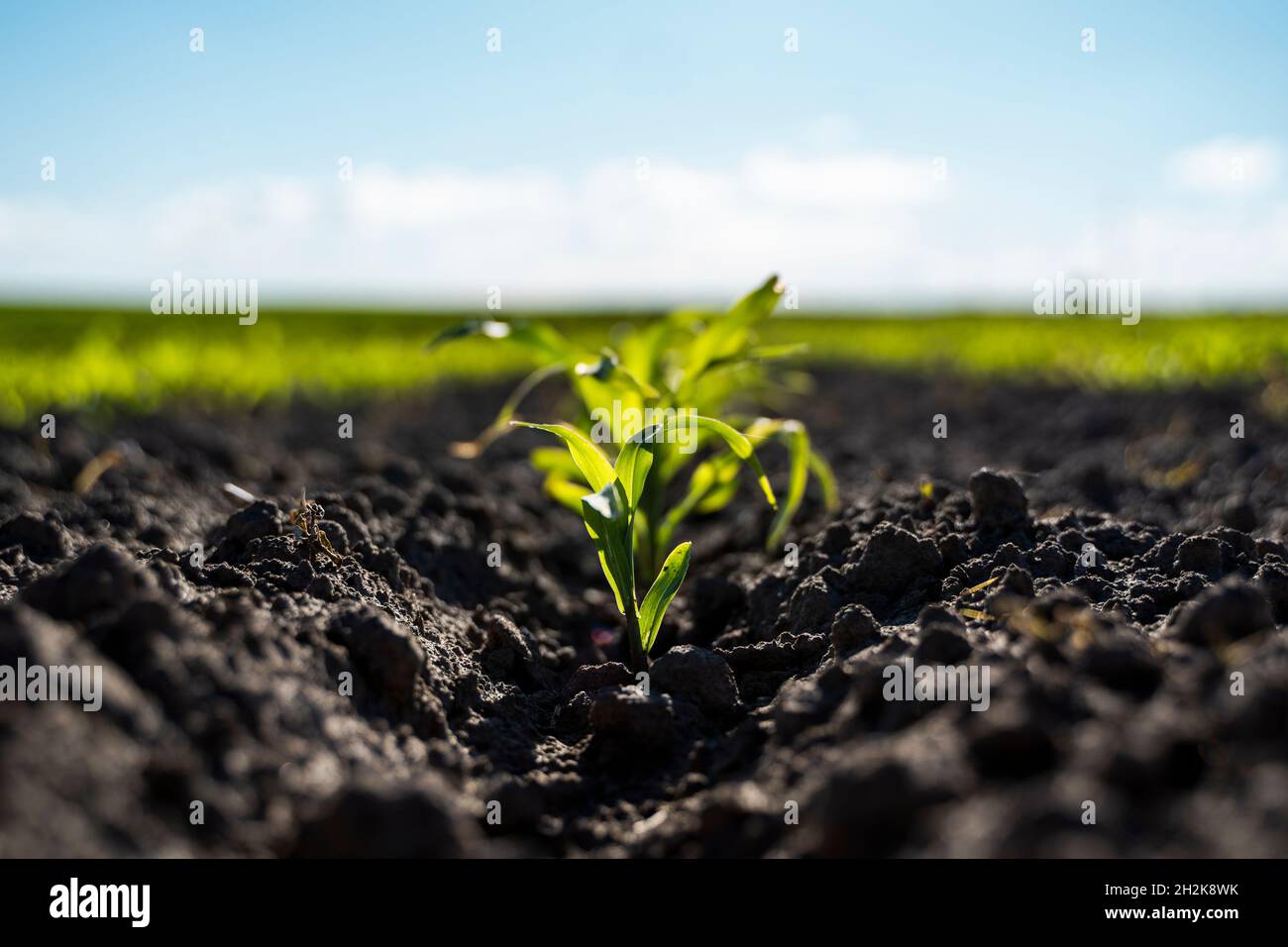Close up seeding maize plant, Green young corn maize plants growing ...