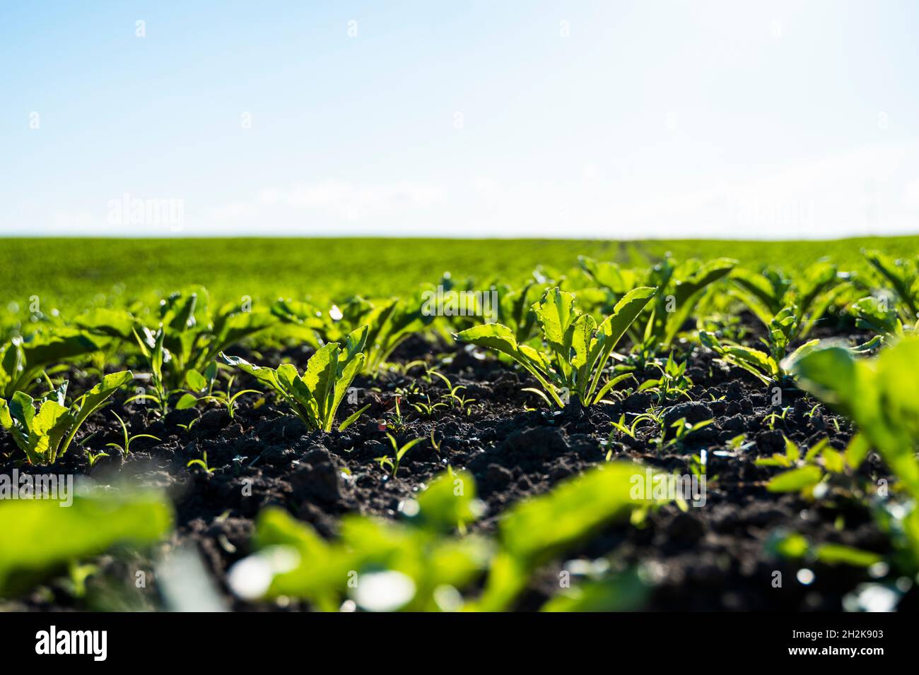 Straight rows of sugar beets growing in a soil in perspective on an ...