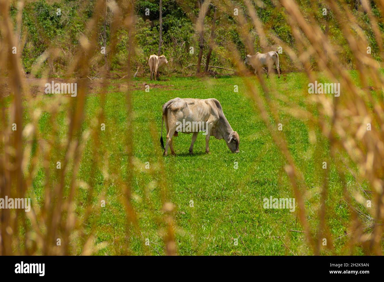 Some (skinny) cattle grazing on a farm with green grass Stock Photo - Alamy