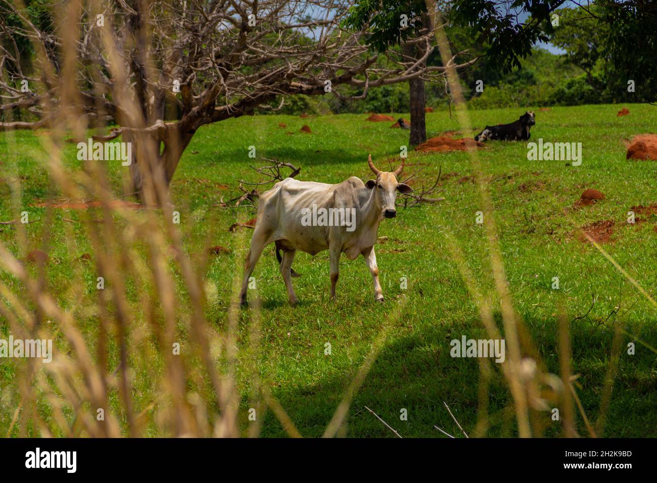 Some (skinny) cattle grazing on a farm with green grass Stock Photo - Alamy