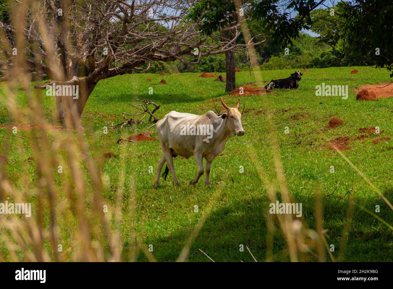 Some (skinny) cattle grazing on a farm with green grass Stock Photo - Alamy
