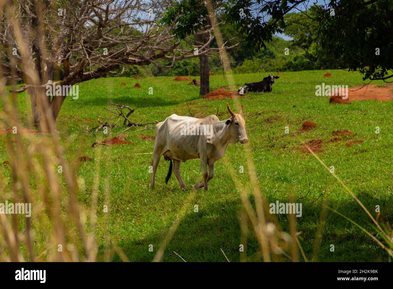 Some (skinny) cattle grazing on a farm with green grass Stock Photo - Alamy