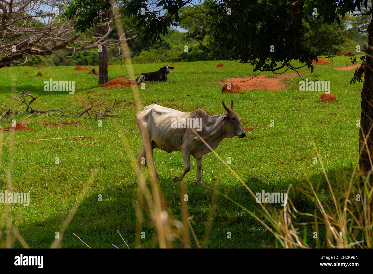 Some (skinny) cattle grazing on a farm with green grass Stock Photo - Alamy
