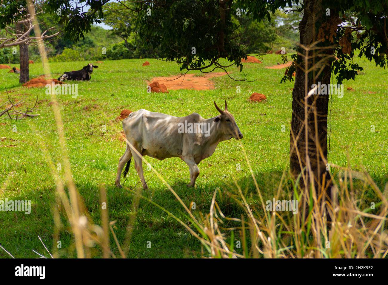 Some (skinny) cattle grazing on a farm with green grass Stock Photo - Alamy