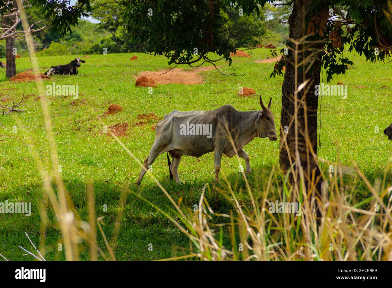 Some (skinny) cattle grazing on a farm with green grass Stock Photo - Alamy