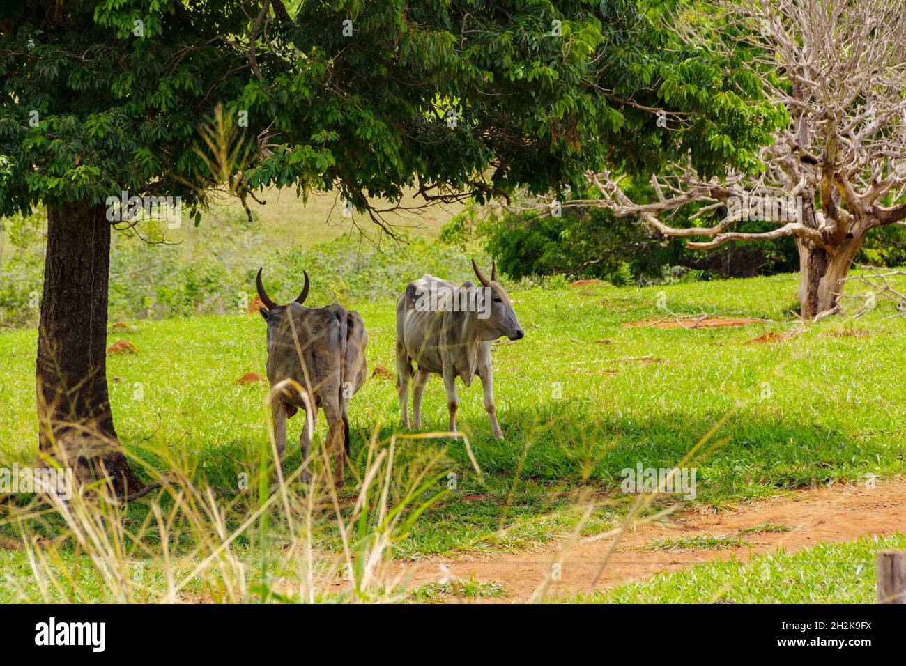 Some (skinny) cattle grazing on a farm with green grass Stock Photo - Alamy