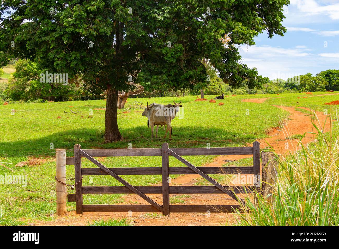 Some (skinny) cattle grazing on a farm with green grass Stock Photo - Alamy