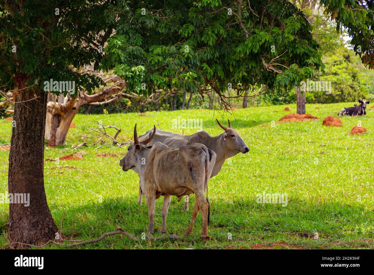 Some (skinny) cattle grazing on a farm with green grass Stock Photo - Alamy