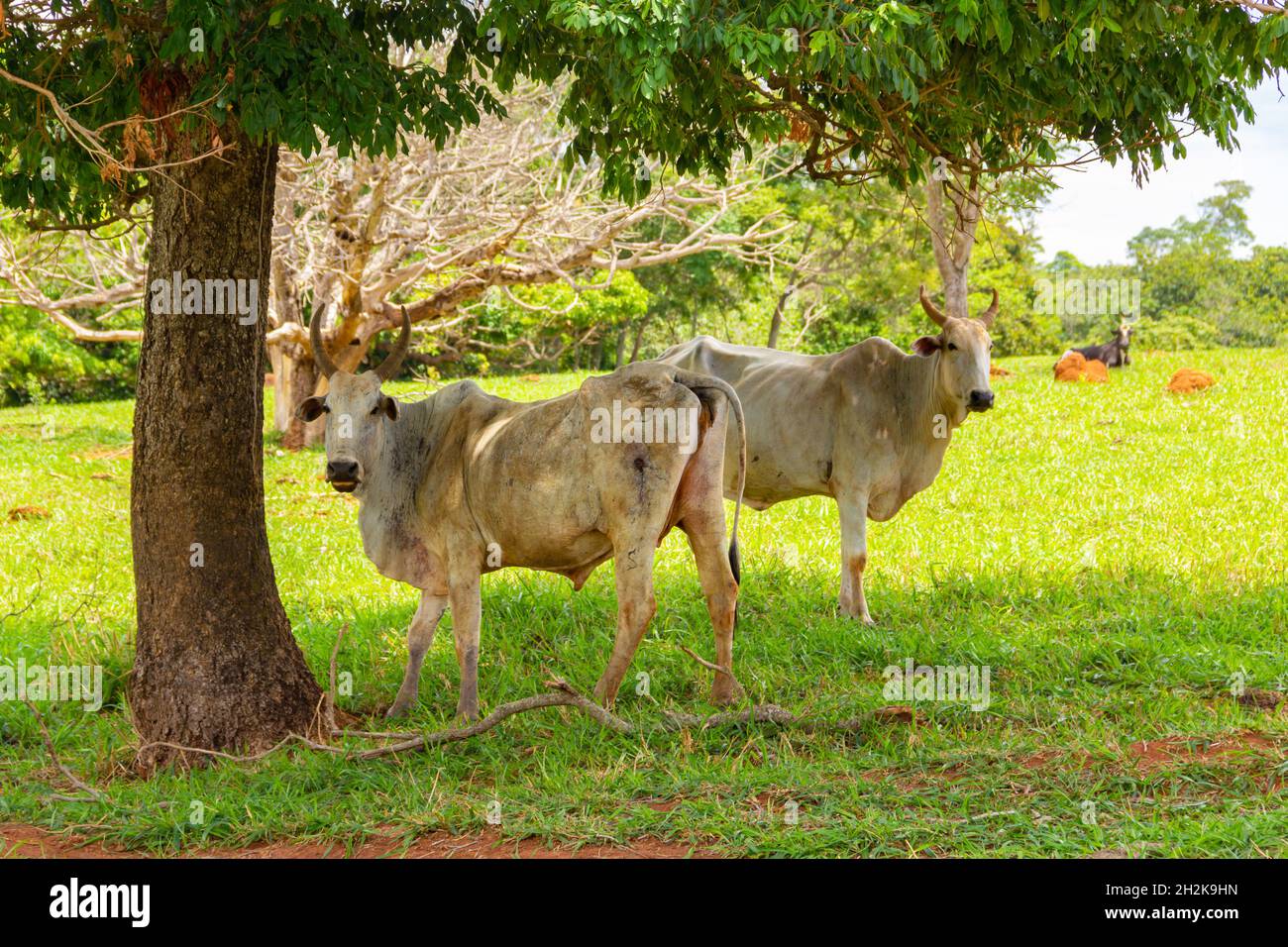Some (skinny) cattle grazing on a farm with green grass Stock Photo - Alamy