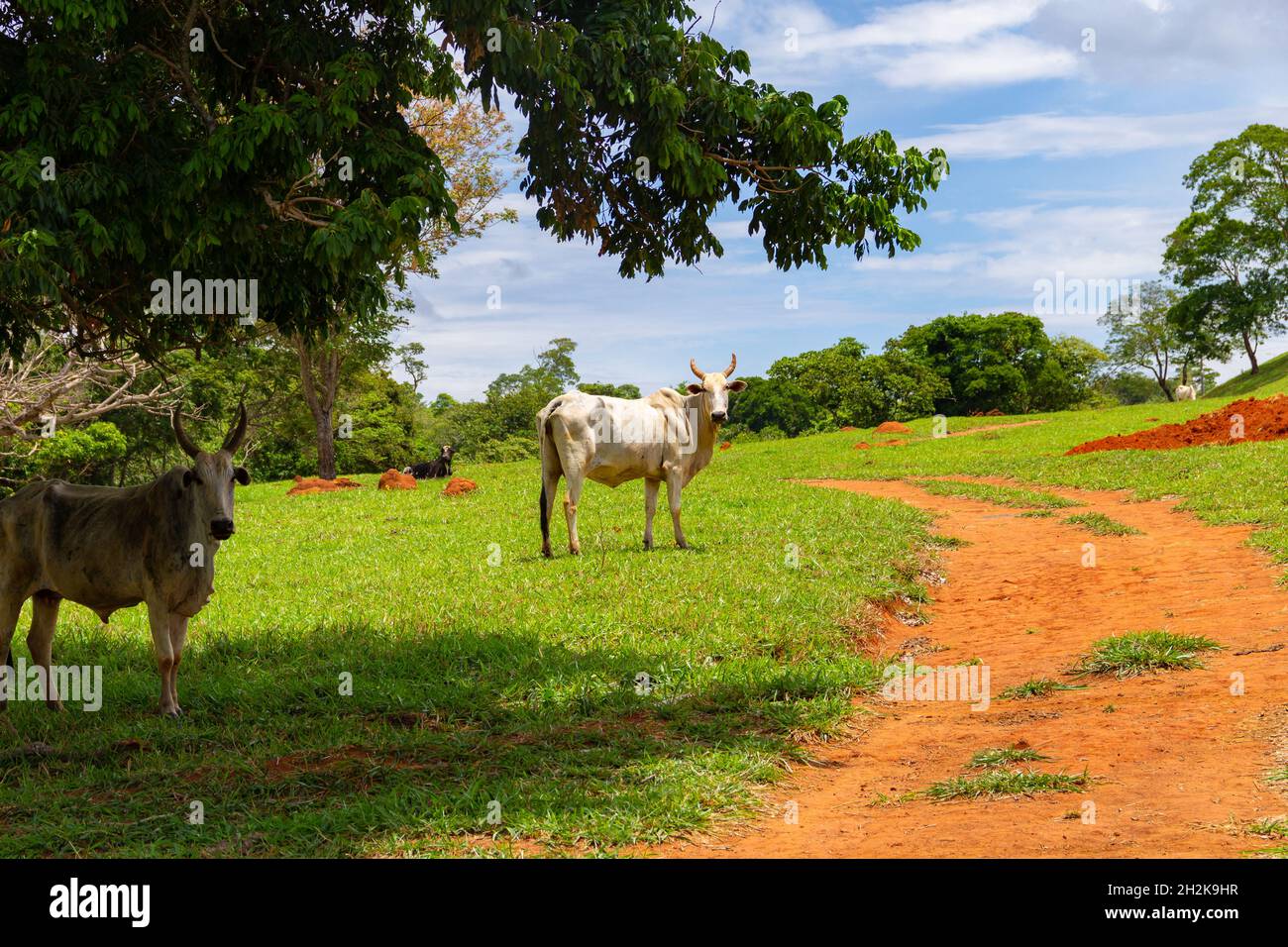 Some (skinny) cattle grazing on a farm with green grass Stock Photo - Alamy
