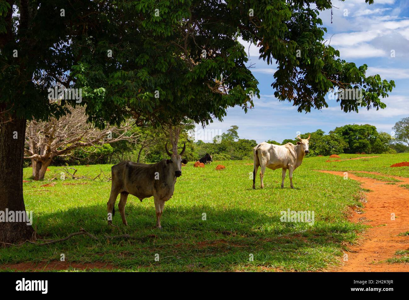 Some (skinny) cattle grazing on a farm with green grass Stock Photo - Alamy