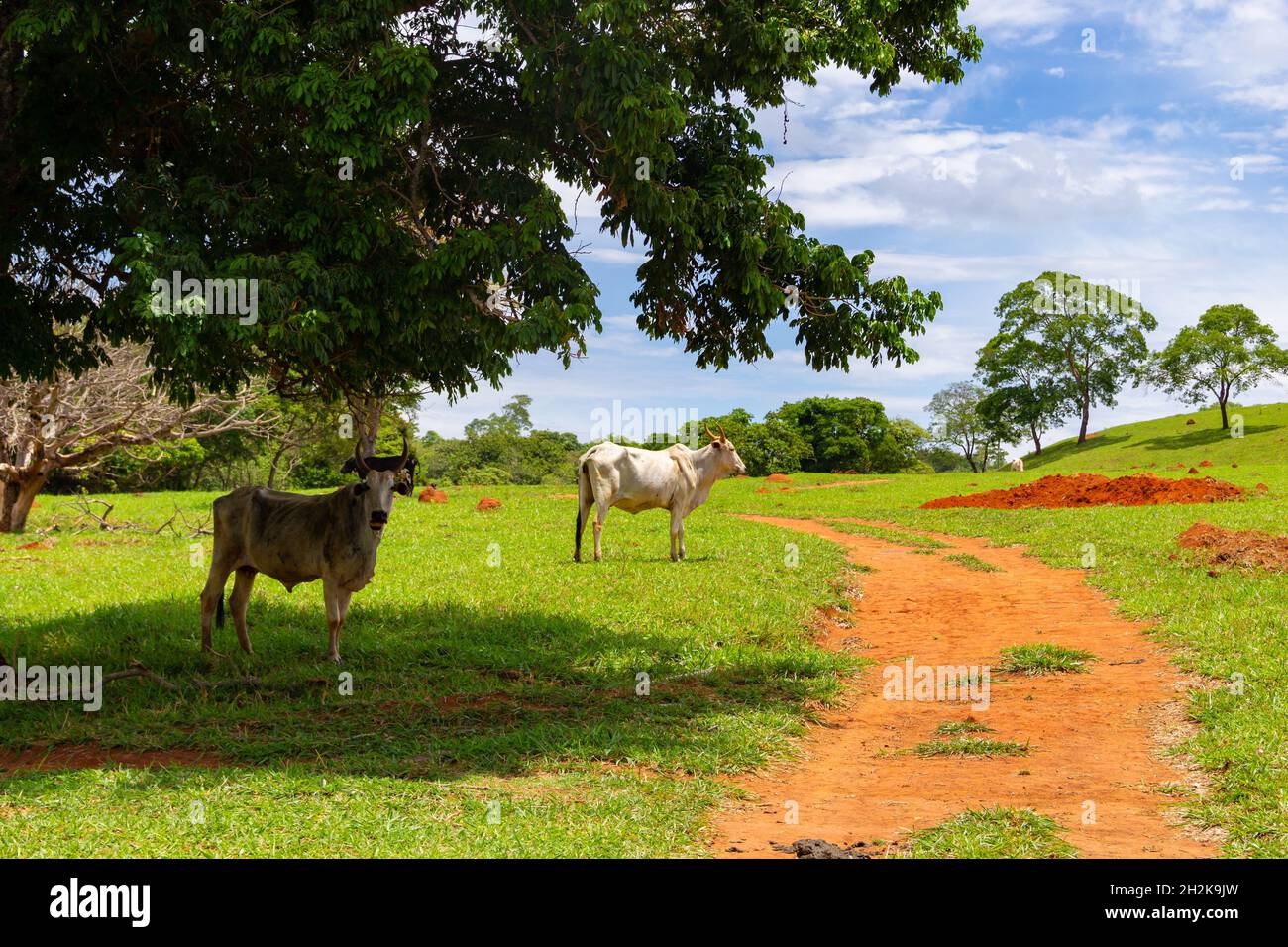 Some (skinny) cattle grazing on a farm with green grass Stock Photo - Alamy
