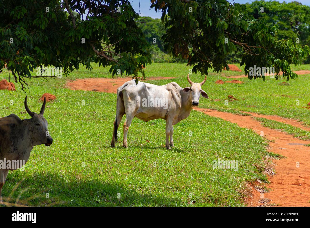 Some (skinny) cattle grazing on a farm with green grass Stock Photo - Alamy