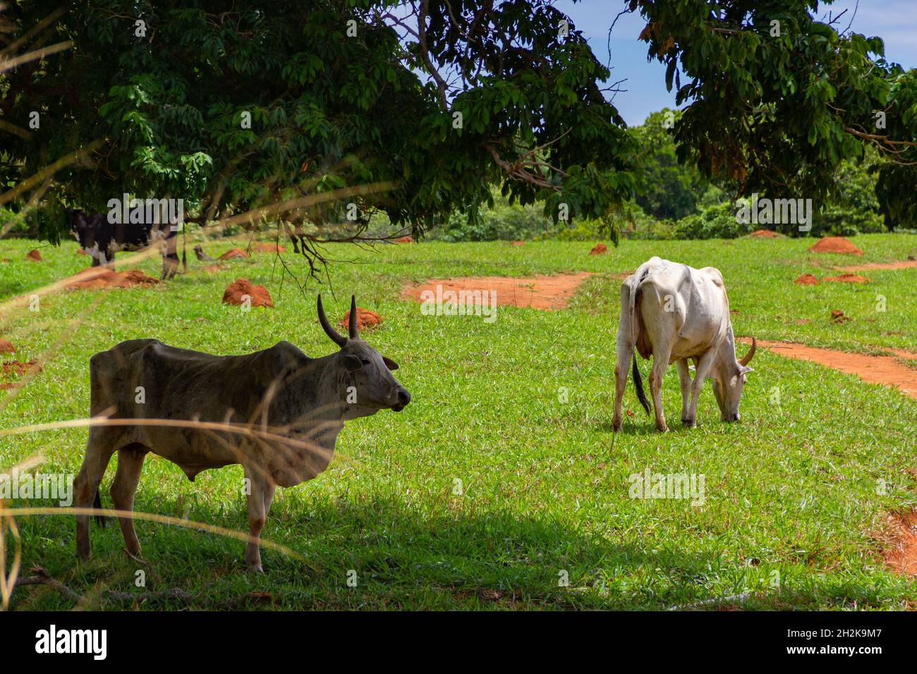 Some (skinny) cattle grazing on a farm with green grass Stock Photo - Alamy