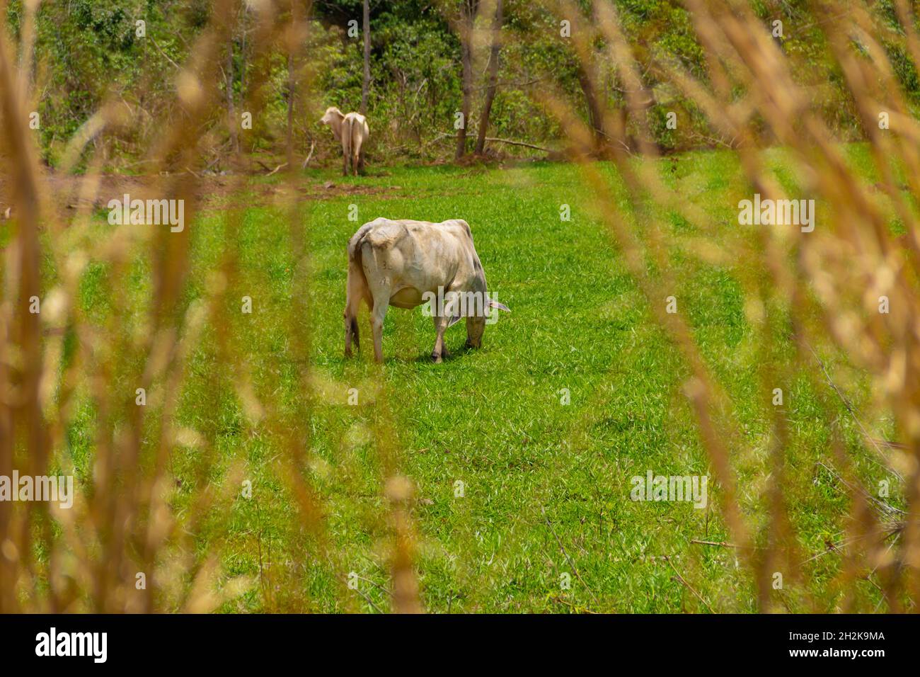 Some (skinny) cattle grazing on a farm with green grass Stock Photo - Alamy