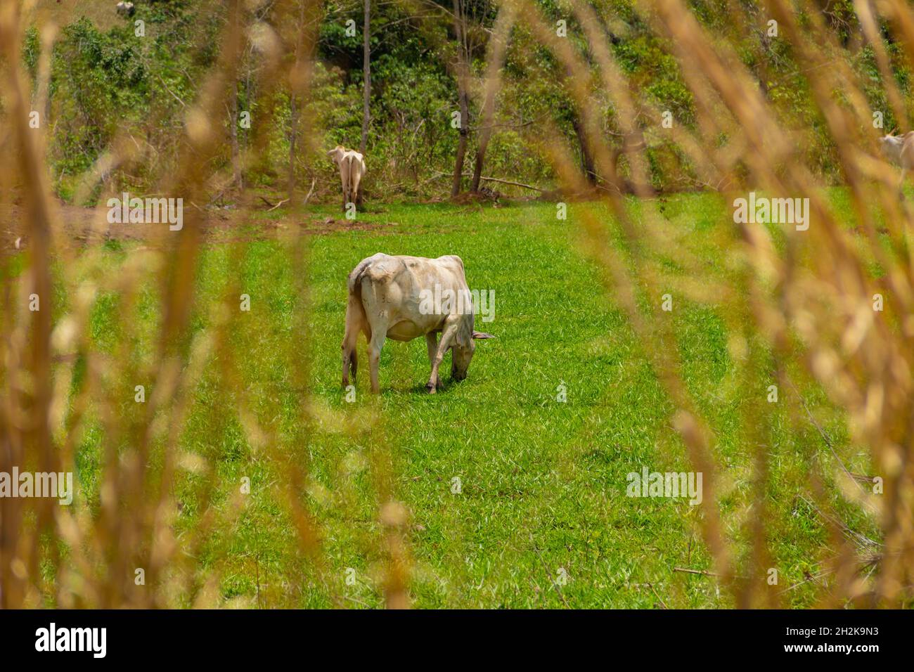 Some (skinny) cattle grazing on a farm with green grass Stock Photo - Alamy