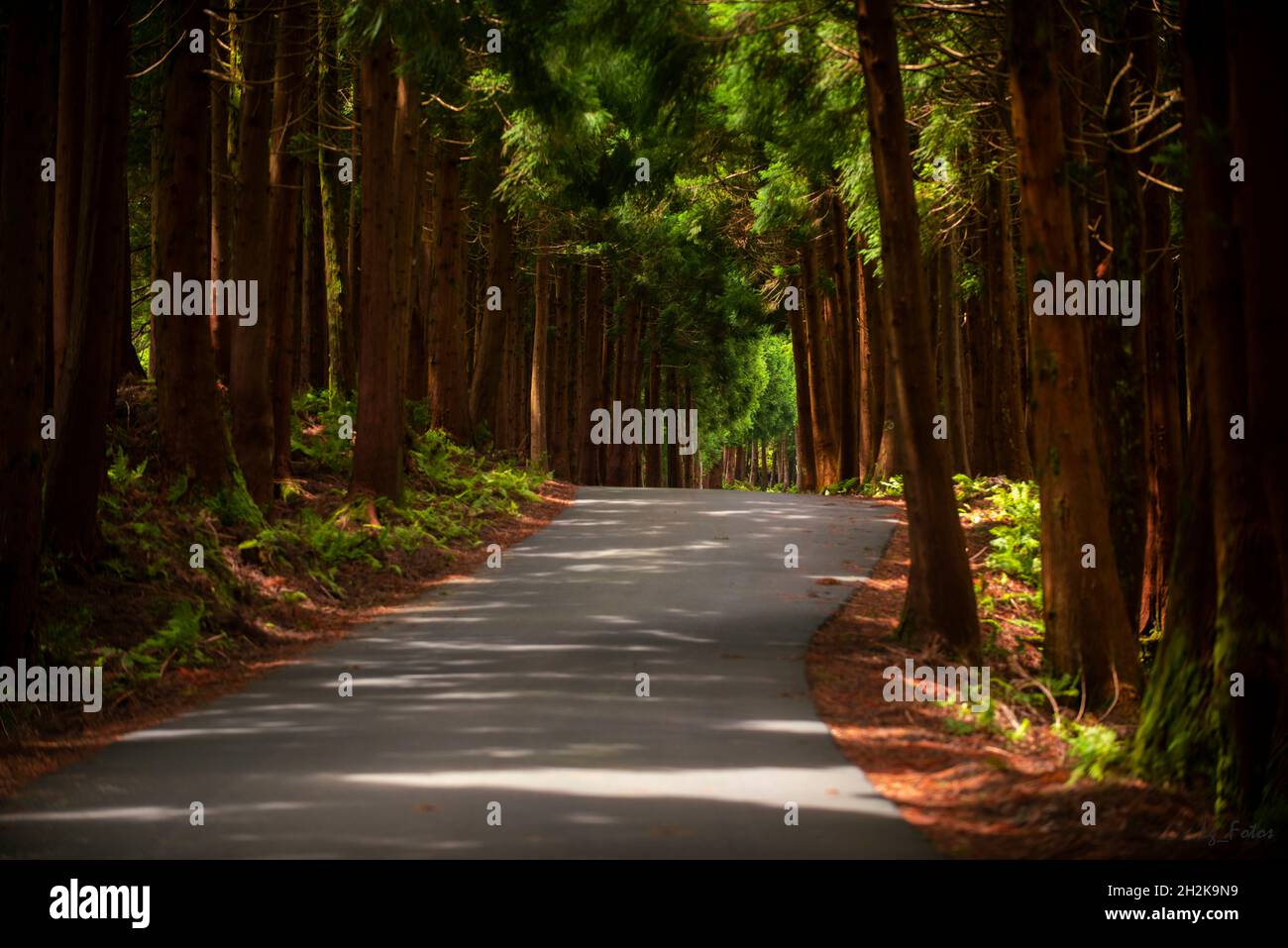 tree covered road Stock Photo - Alamy