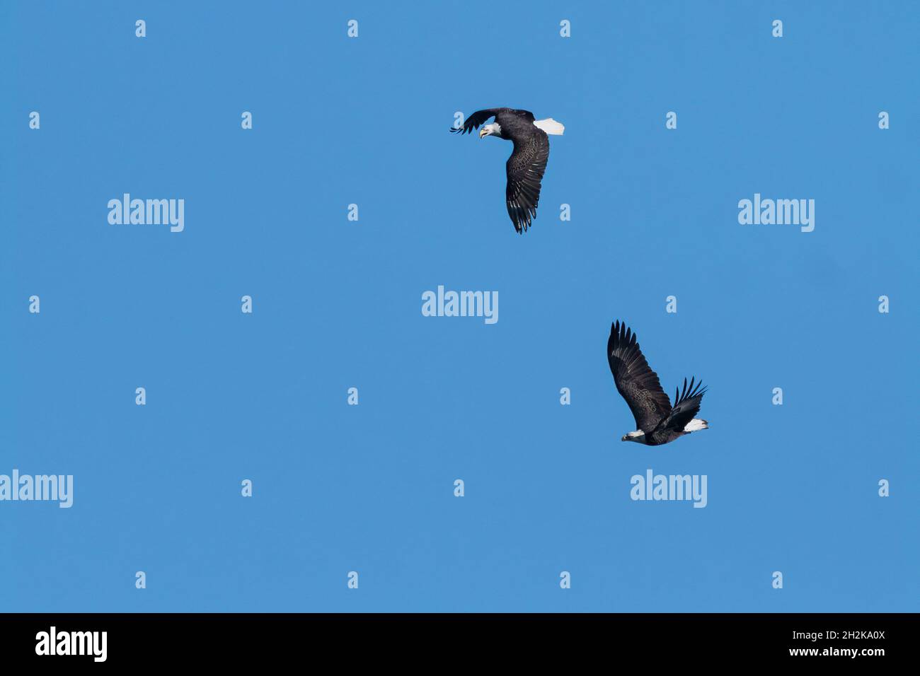 Fall of eagles hi-res stock photography and images - Alamy