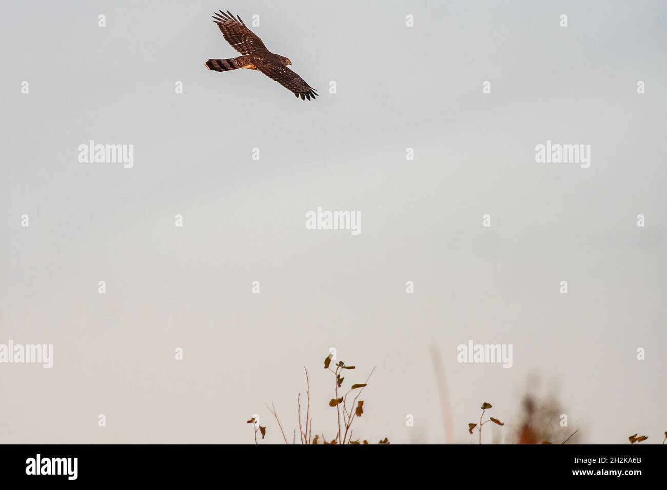Juvenile Cooper's hawk flight during fall migration Stock Photo - Alamy