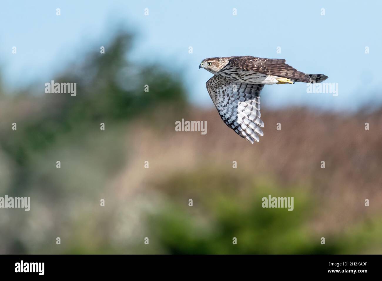 Juvenile Cooper's hawk flight during fall migration Stock Photo - Alamy