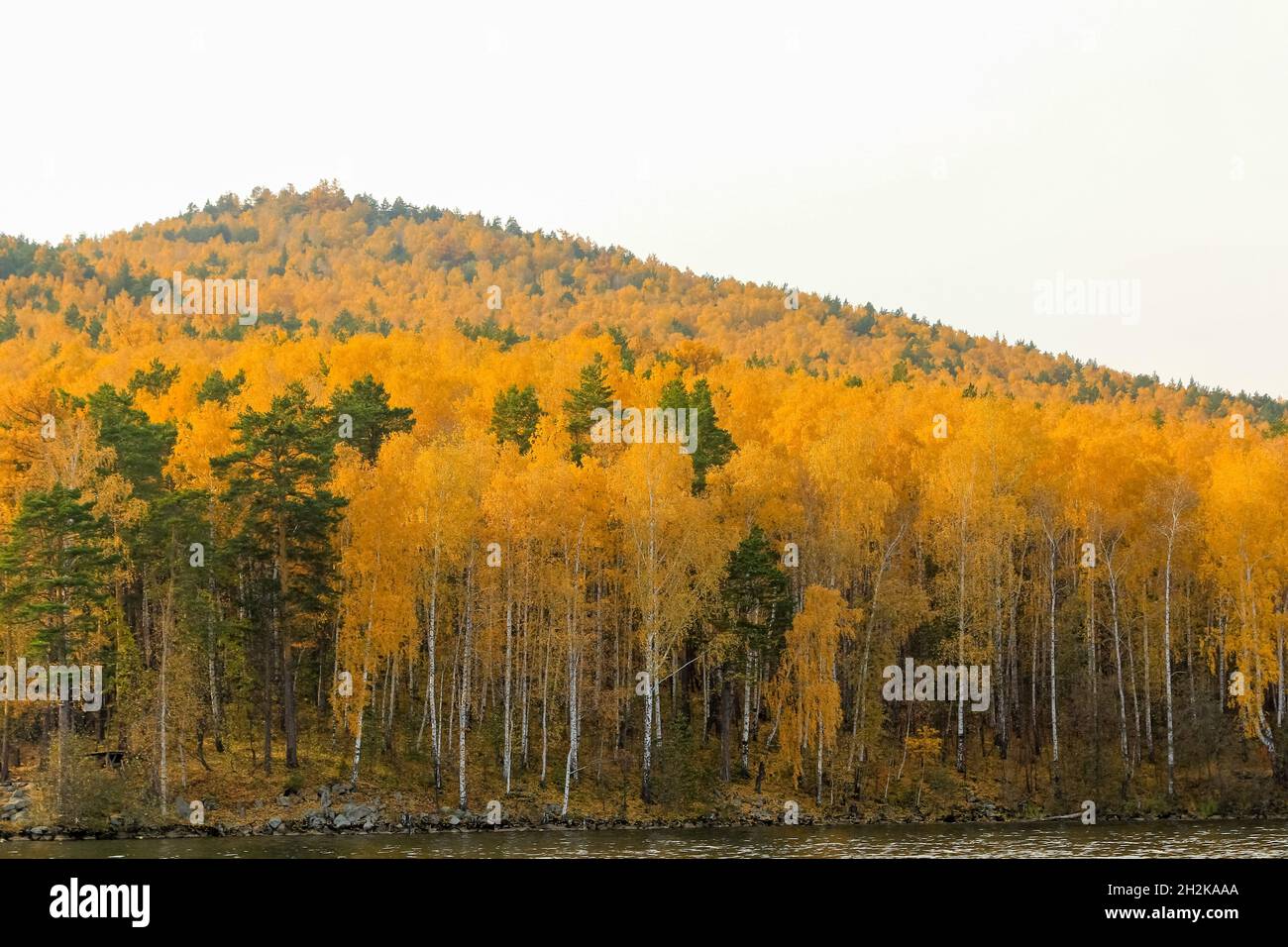 Yellow spruce trees on a mountainside near Lake Turgoyak. Golden autumn ...
