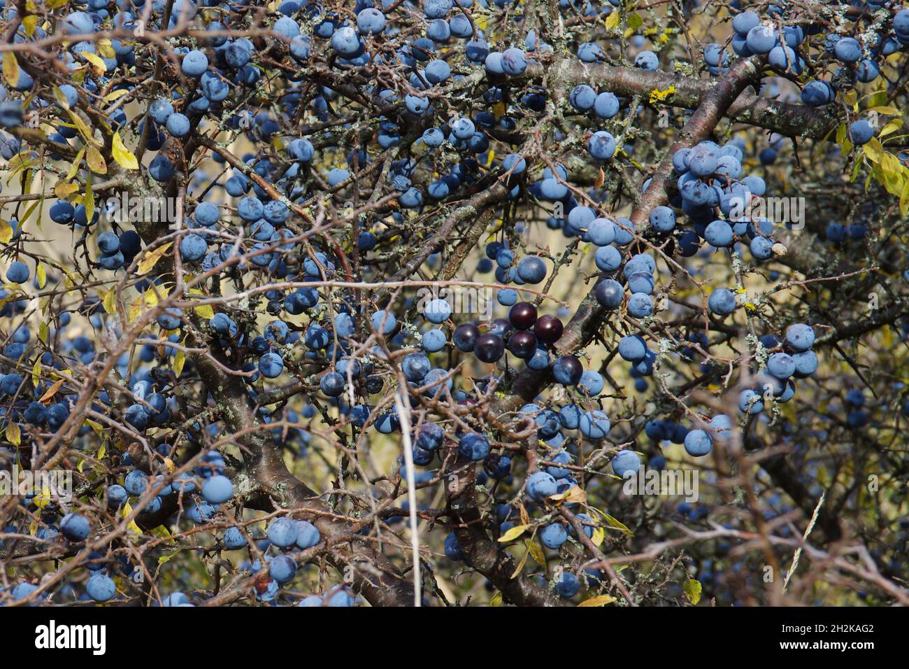 Shrub of Prunus Spinosa, a spontaneous plant with blue fruits, it is ...