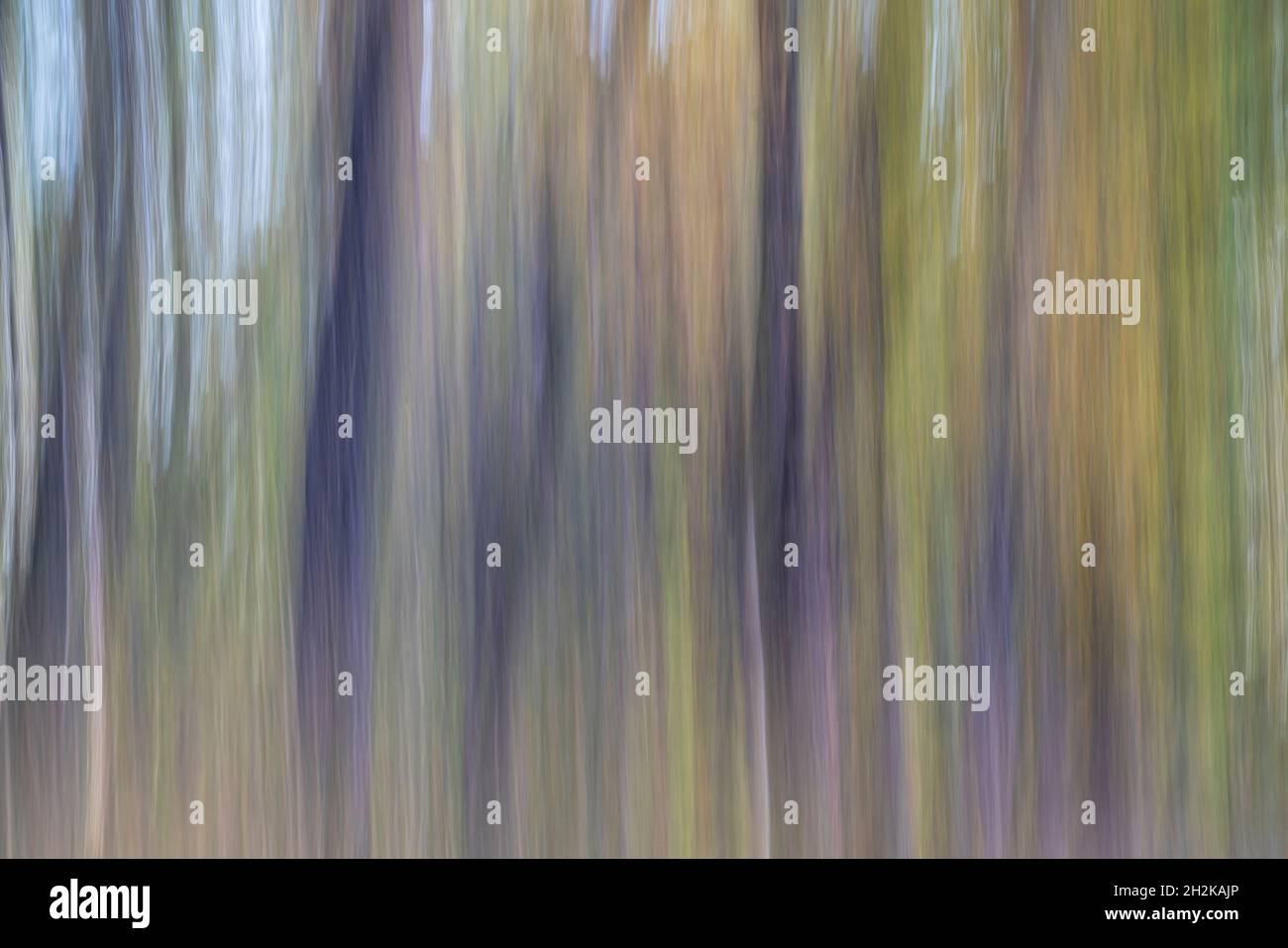 nature motion blur abstract in pastel colors - forest in fall colors ...